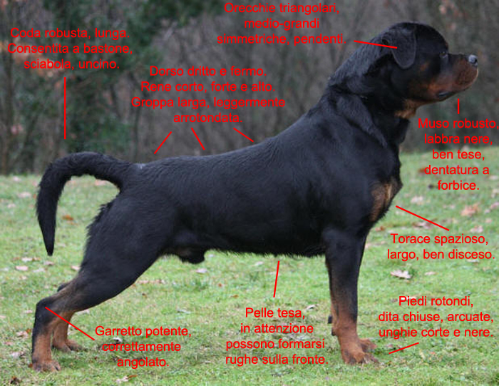 standard rottweiler – Hayvan Sağlığı